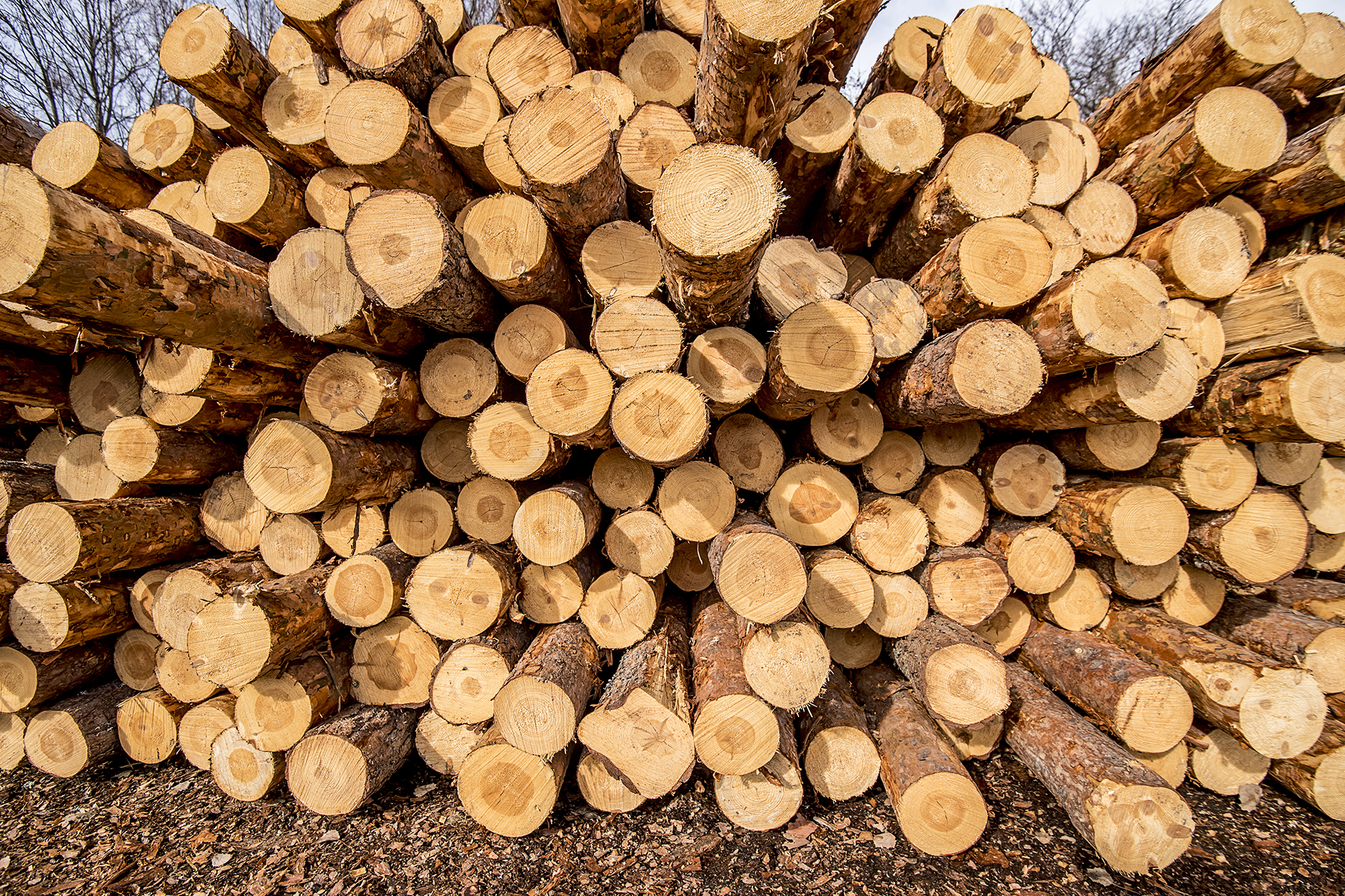 Wood processing solutions for panelboard