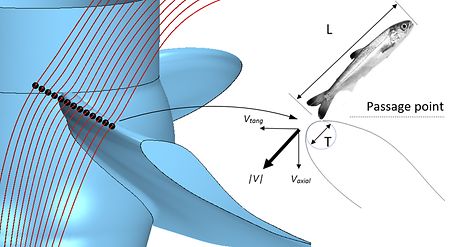 Protecting fish and livelihoods - Fish-friendly assessment in practice