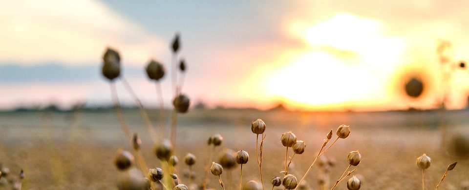 Bast fiber technology for industrial processes