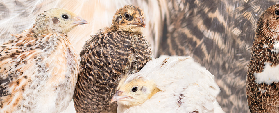 ANDRITZ Secures Key Role in Quail Feed Expansion with SRS Japanese ...